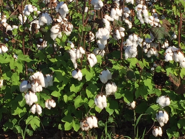 Cotton Regrowth Management | Crop Science US