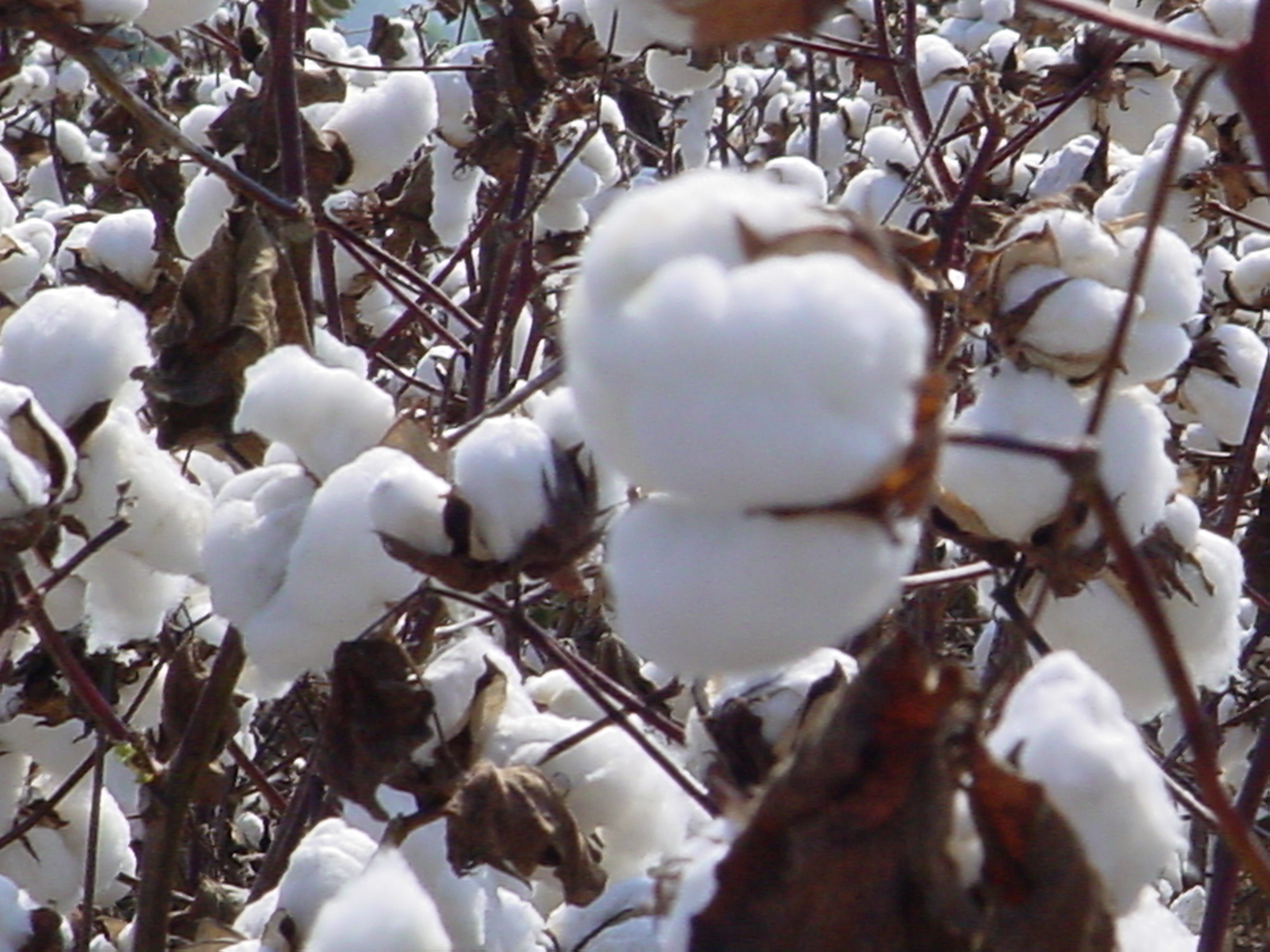 Environmental Factors Impacting Cotton Fiber Quality | Crop Science US