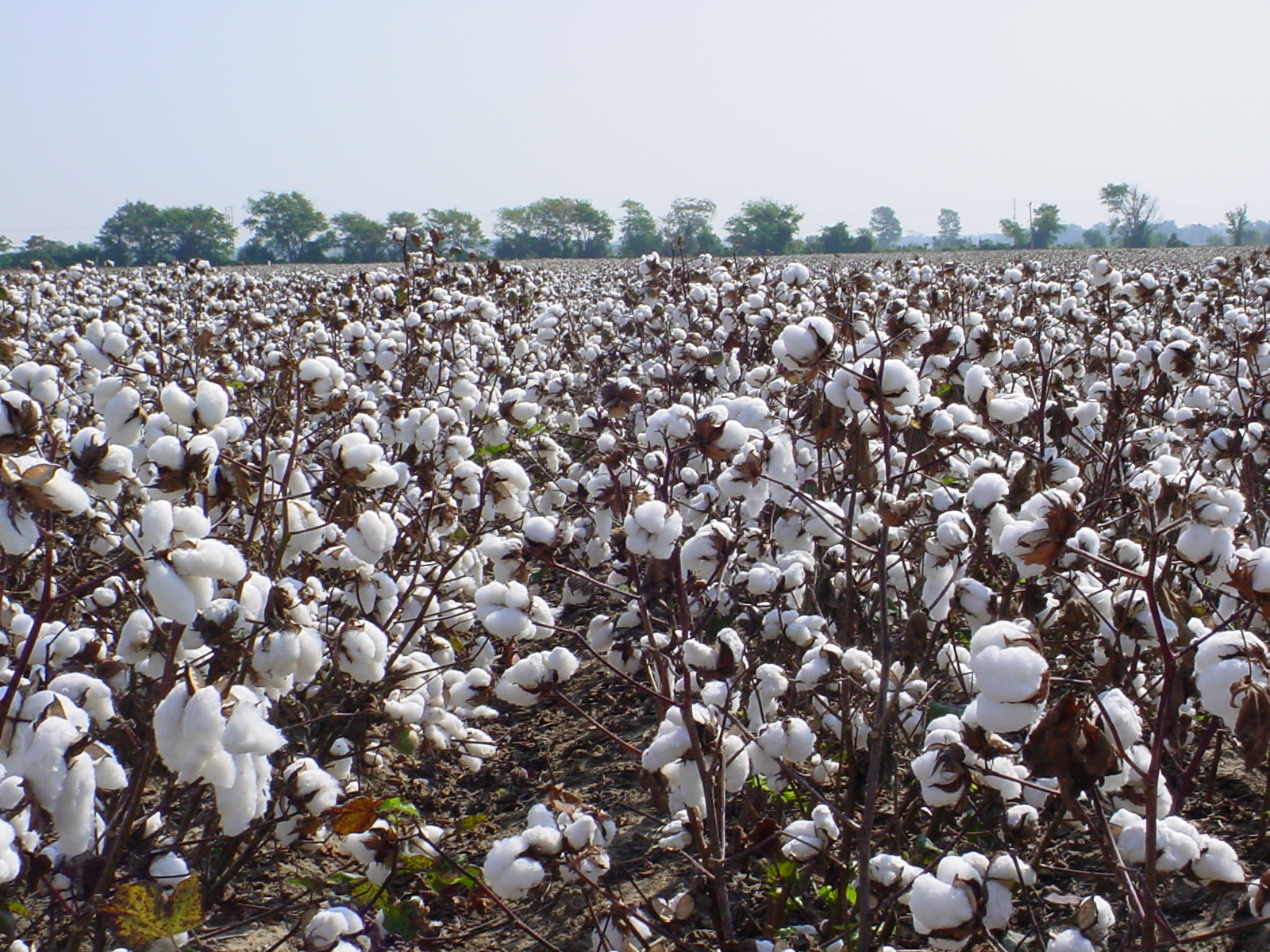 Causes of High Micronaire in Cotton | Crop Science US