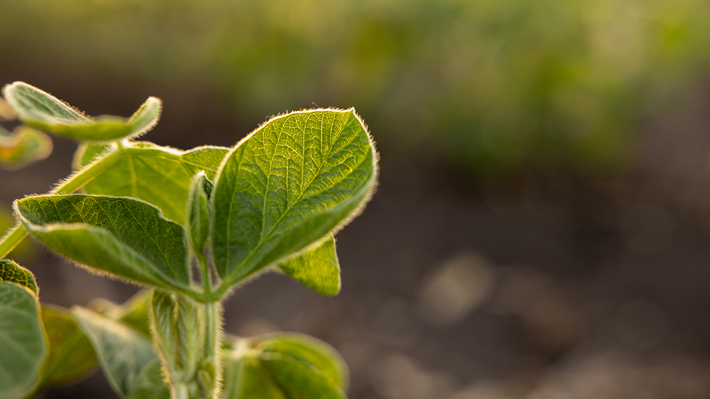 Estimating Soybean Yield Potential | Crop Science US