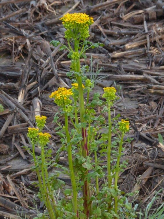 Cressleaf Groundsel Identification and When to Control | Crop Science US