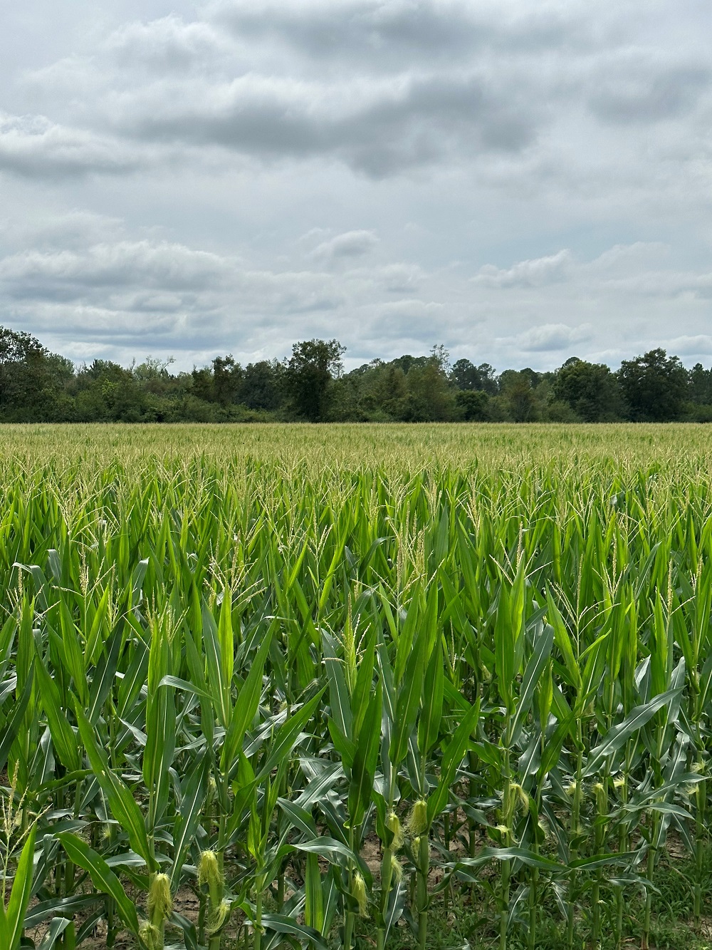 Can Planting Corn Later Affect Disease Risk? | Crop Science US