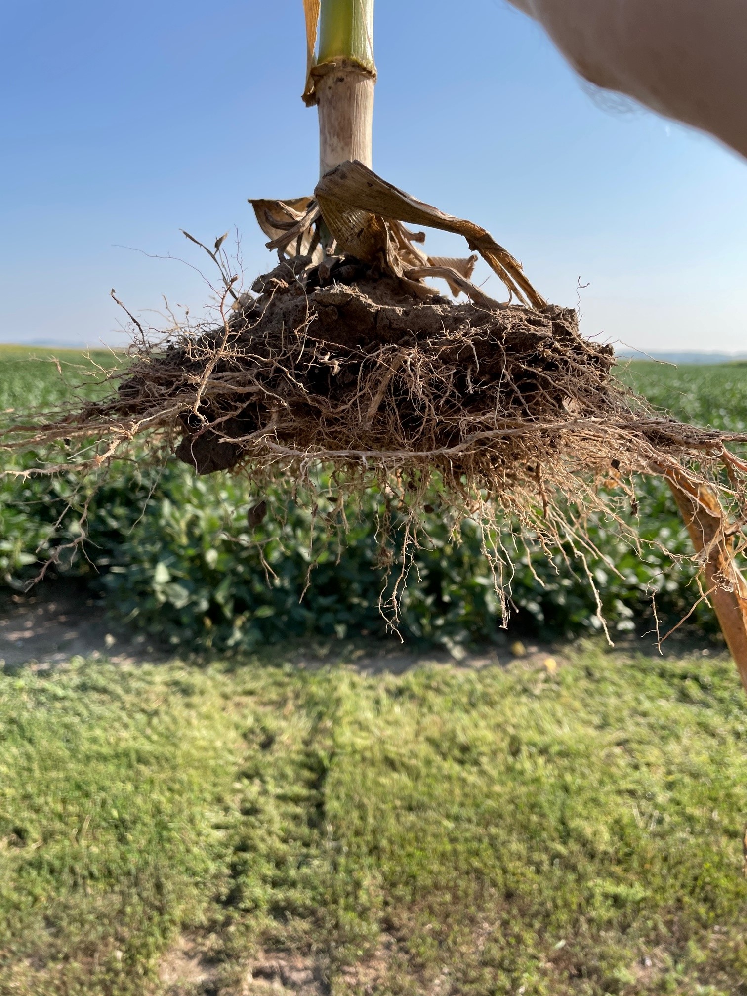 Freeze/Thaw Cycles on Soil Compaction | Crop Science US