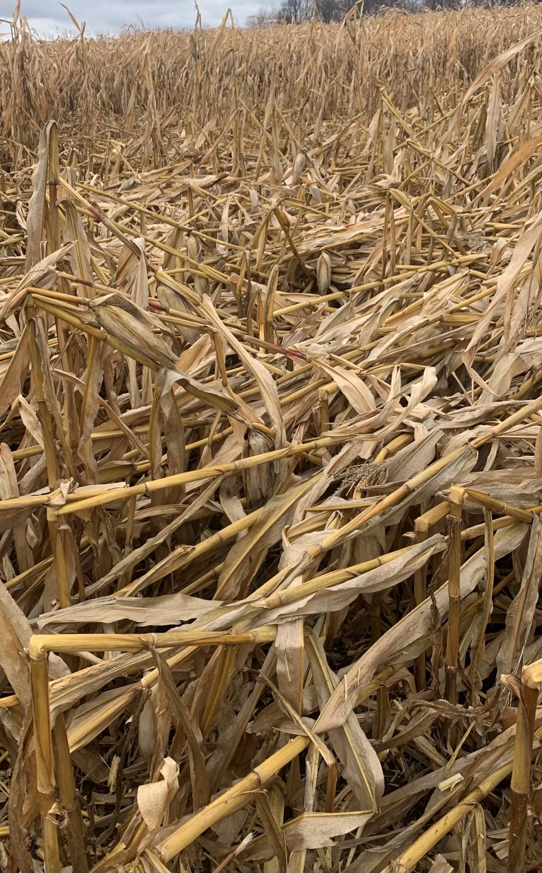Residue Management in a Field of Lodged Corn | Crop Science US