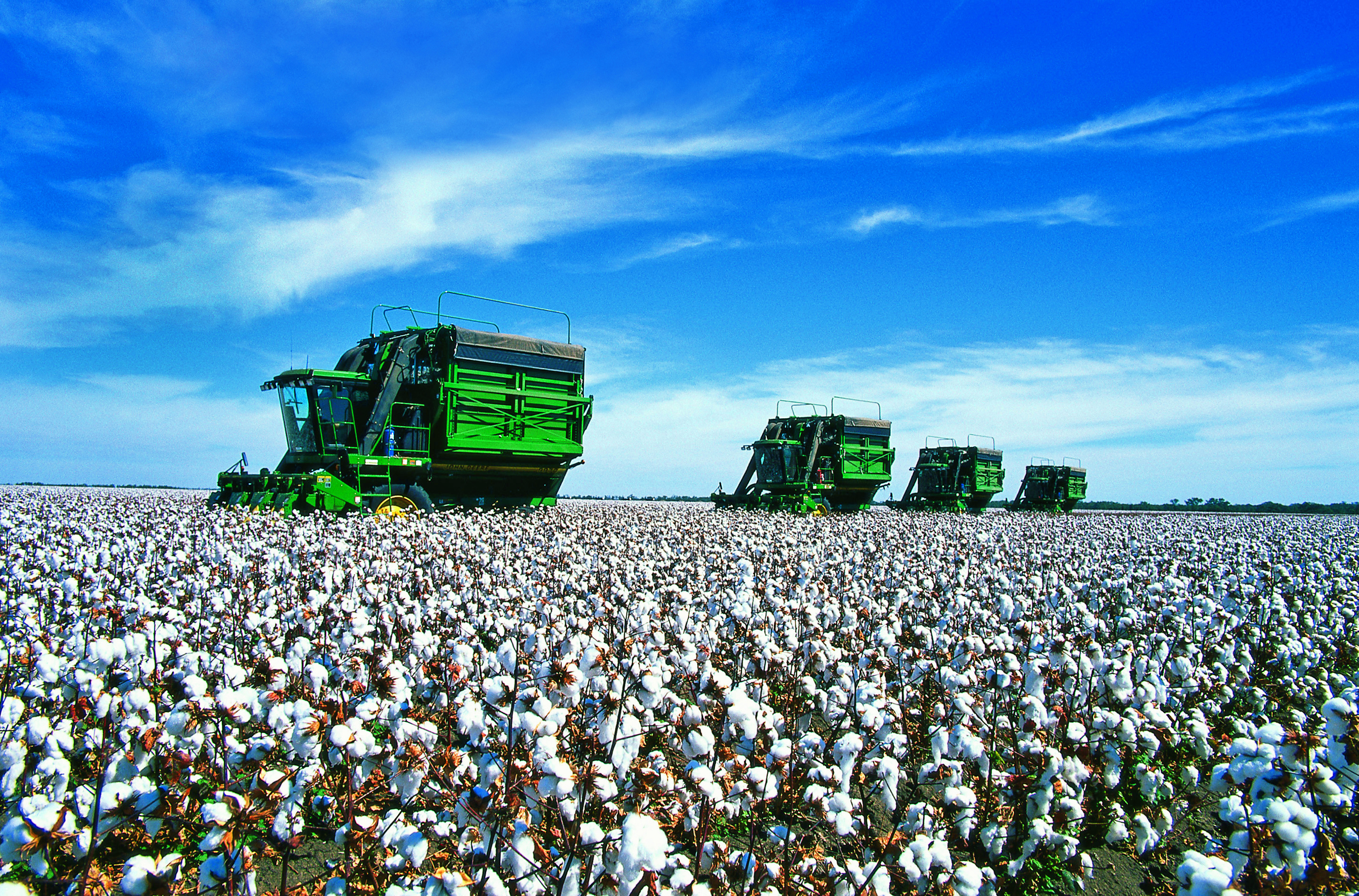 Cotton Harvest Aid Application and Timing | Crop Science US
