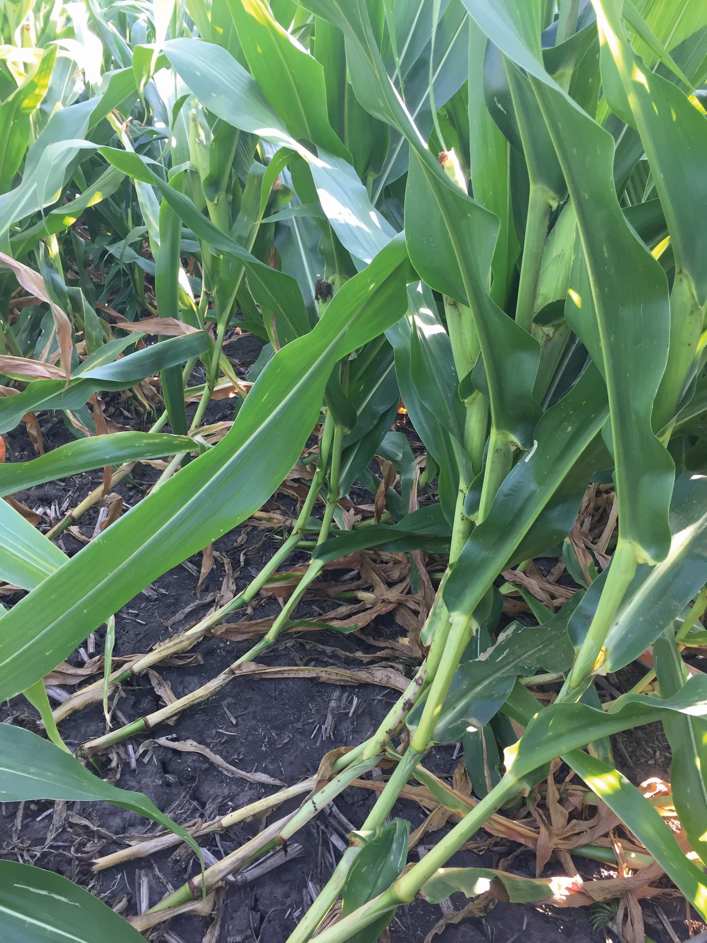 Lodged Corn Impact on Yield | Crop Science US