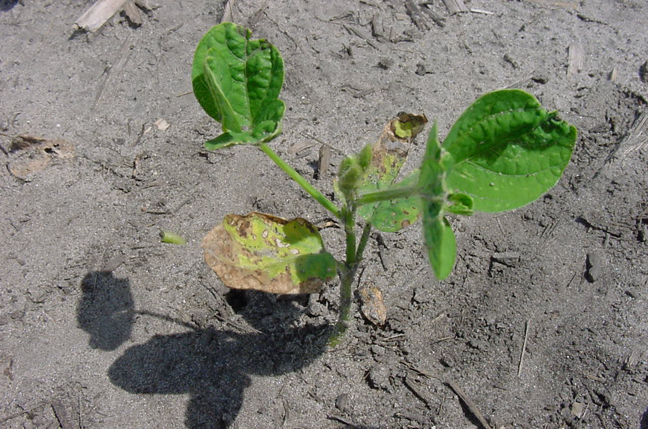 Early Season Soybean Herbicide Injury | Crop Science US