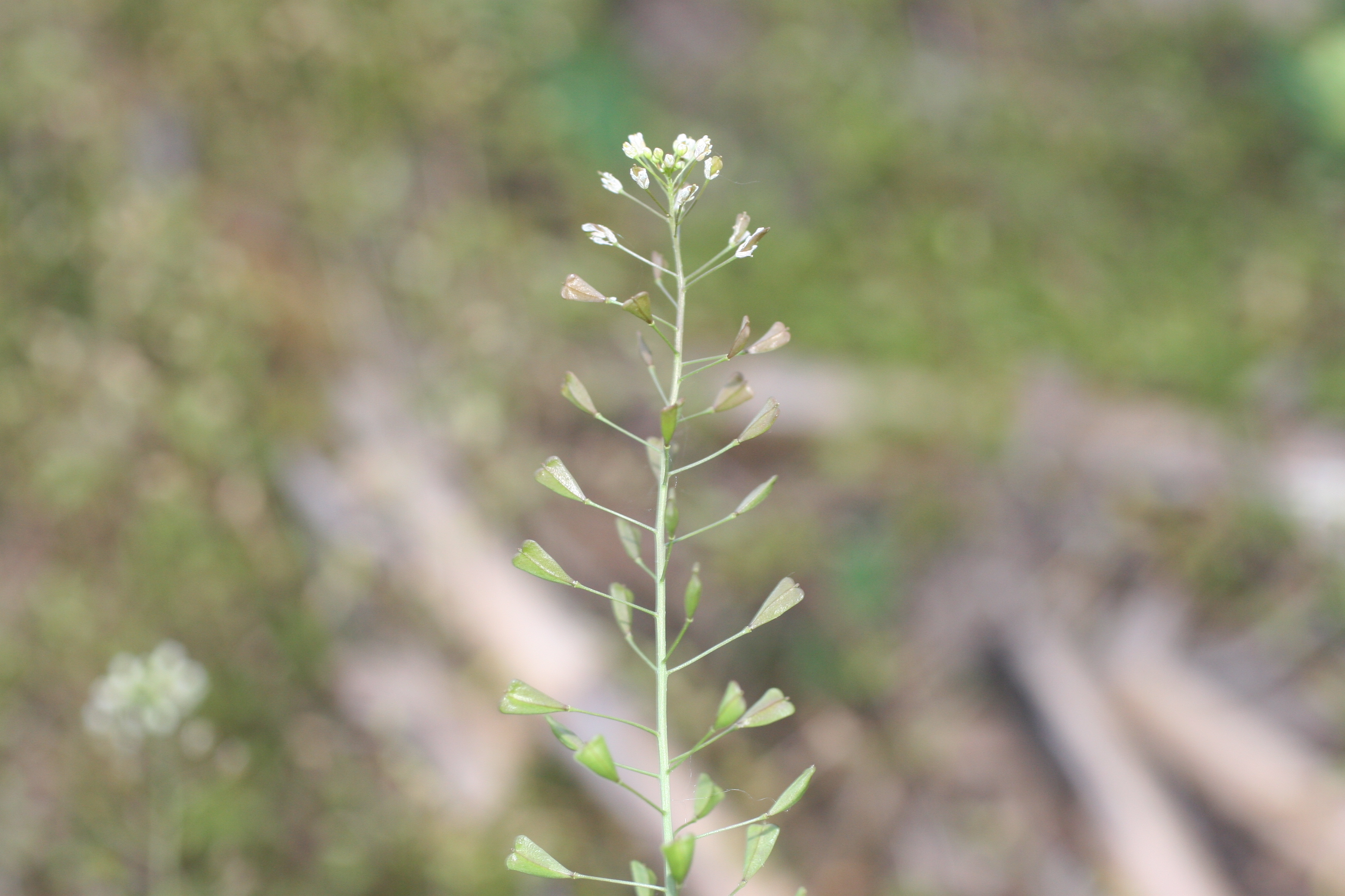 Identification and Management for Shepherd’s Purse and Field Pennycress ...