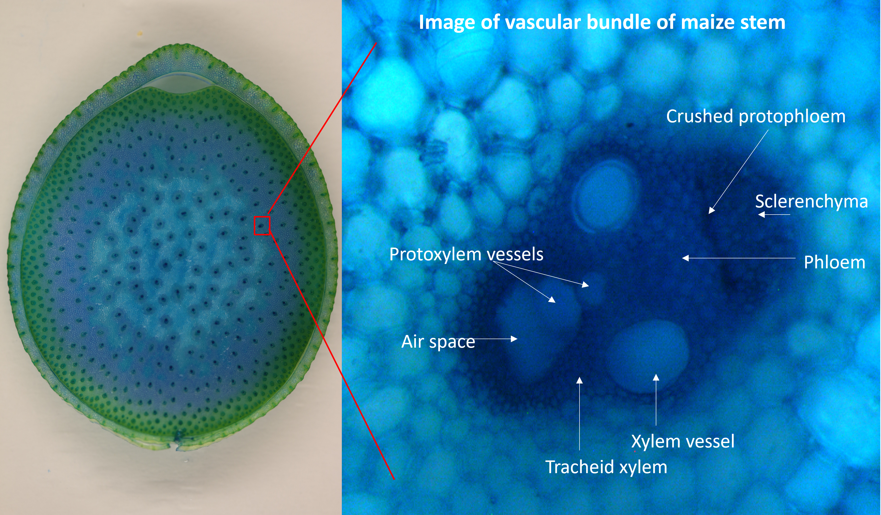 Function of Xylem and Phloem in a Corn Plant | Crop Science US