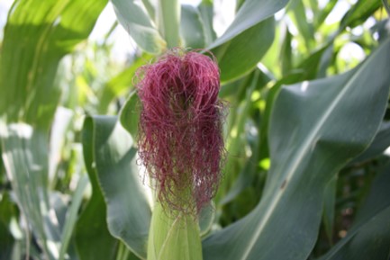 Corn Silking | Crop Science US