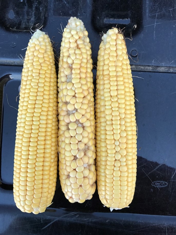 Assessing Corn Pollination and Fertilization | Crop Science US