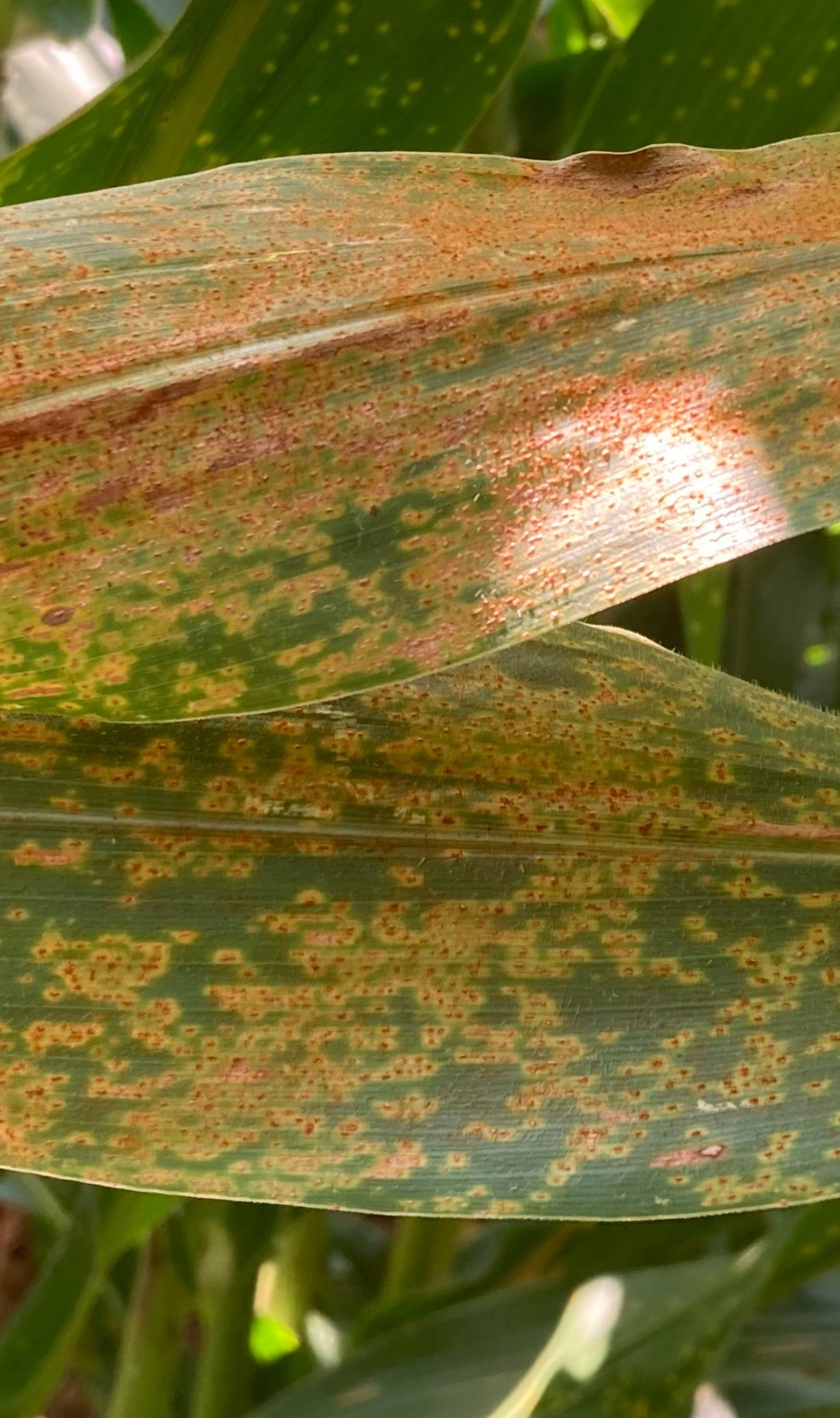 Southern Rust Identification and Management in Corn | Crop Science US