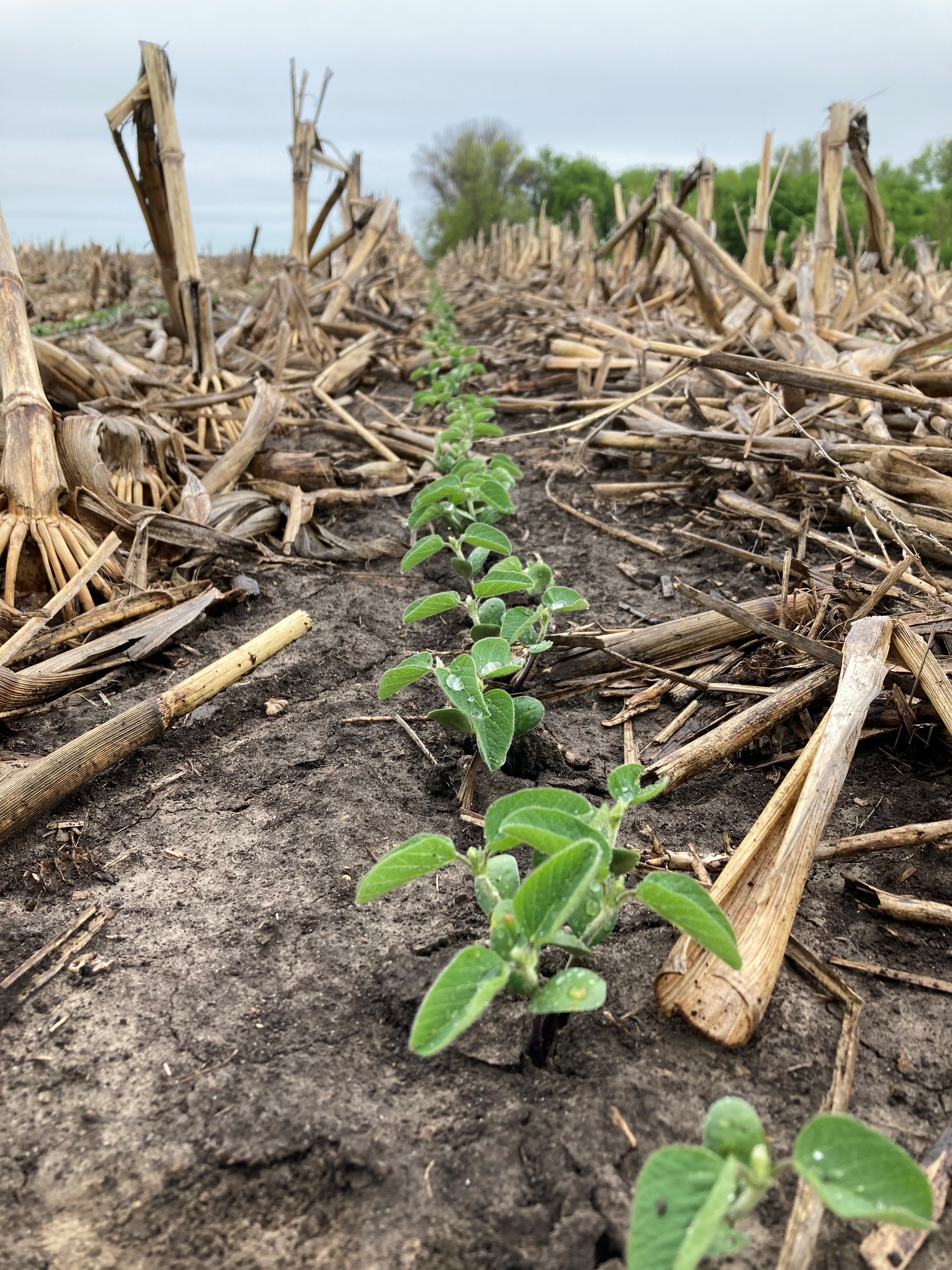 You Have Options with Soybean Planting Date, but Think “Early” | Crop ...