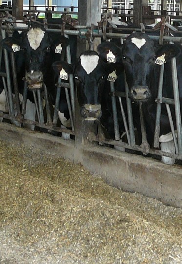 Interpreting Corn Silage Quality Test Results - East | Crop Science US