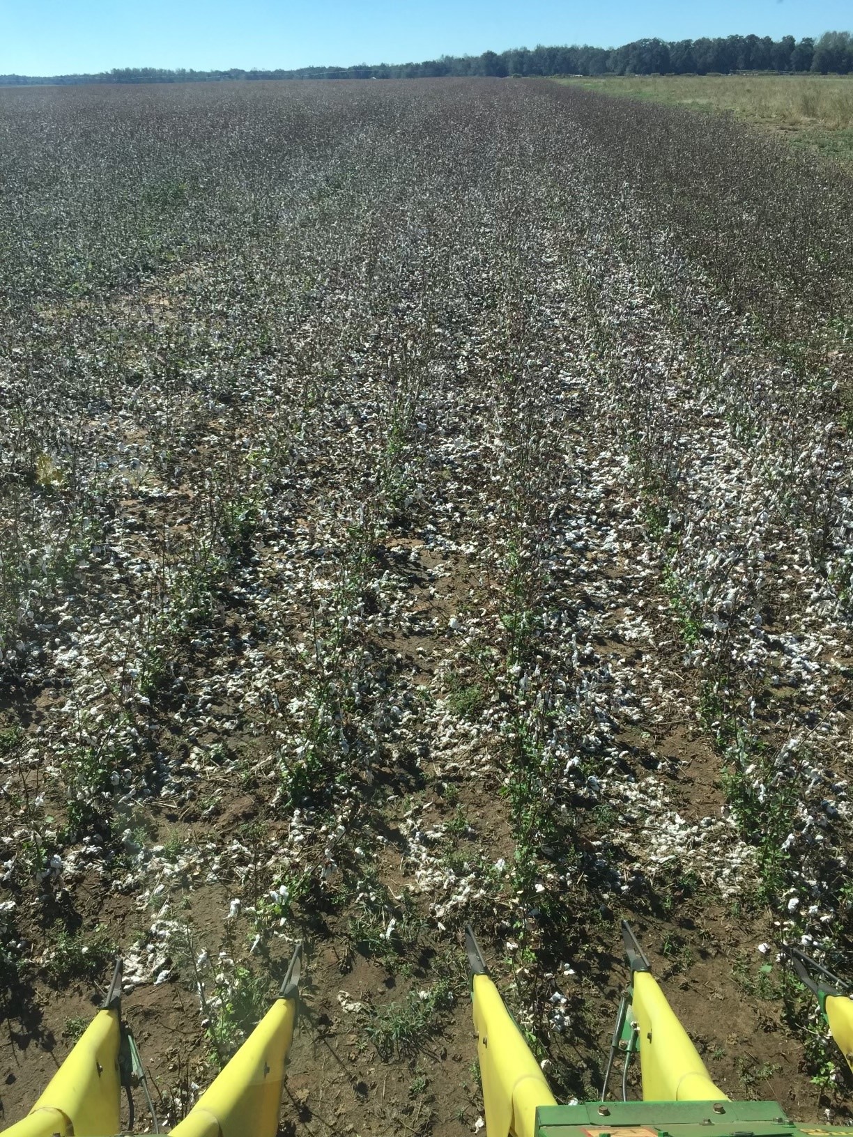 Managing Cotton Through a Hurricane | Crop Science US