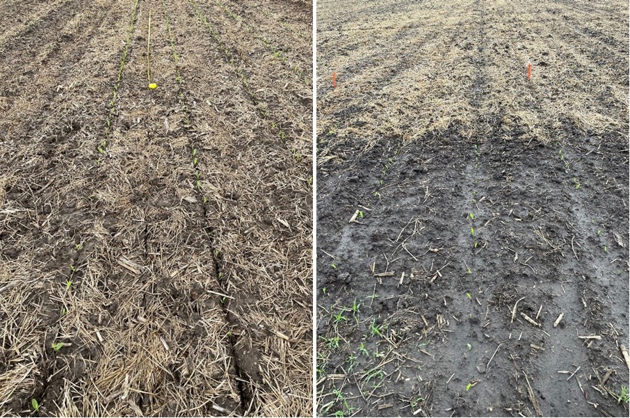 Managing the Cover Crop Ahead of Corn Planting | Crop Science US