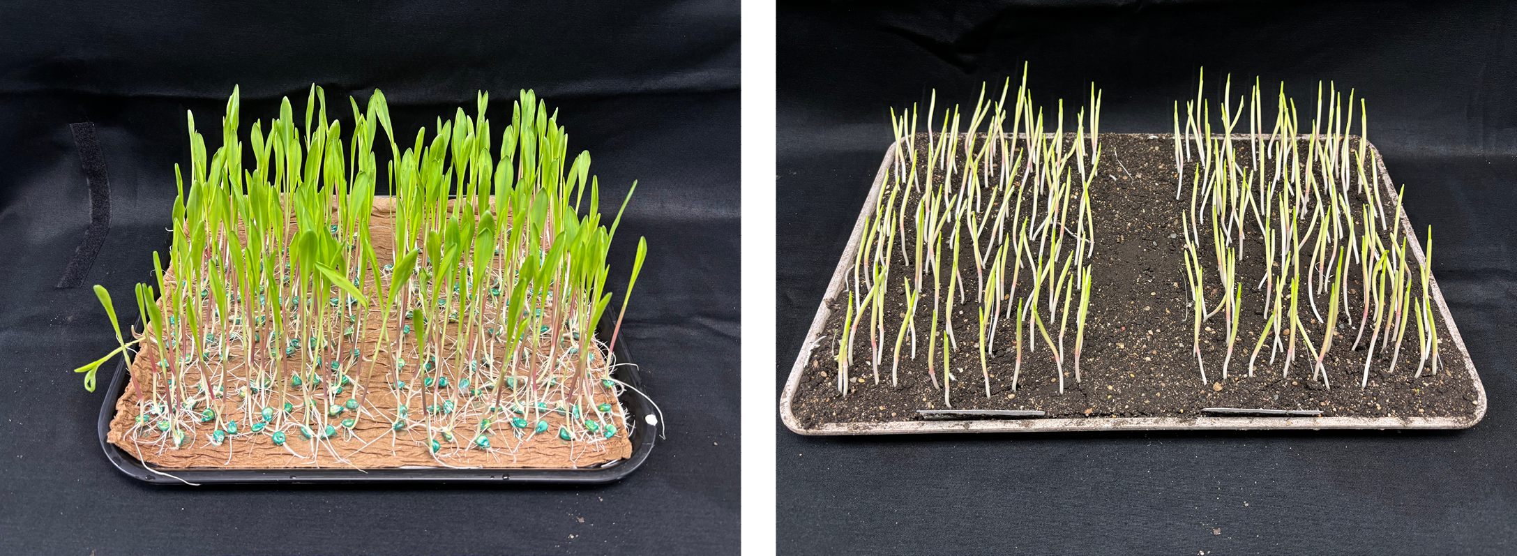 Understanding Germination and Vigor Scores | Crop Science US