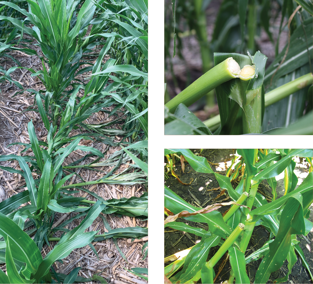 Effect of Greensnap Injury on Corn Yield Potential | Crop Science US