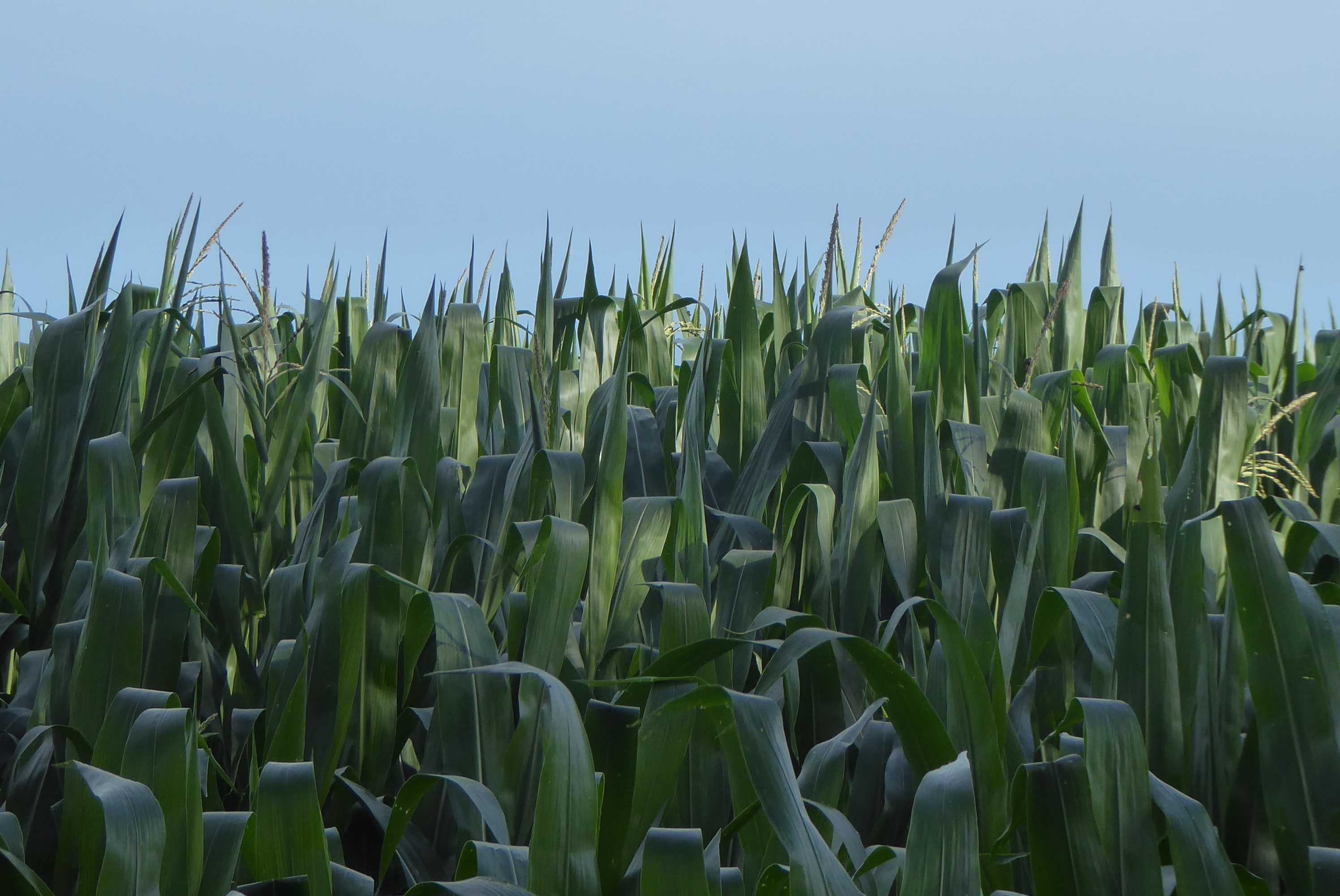 Sunscald in Corn | Crop Science US