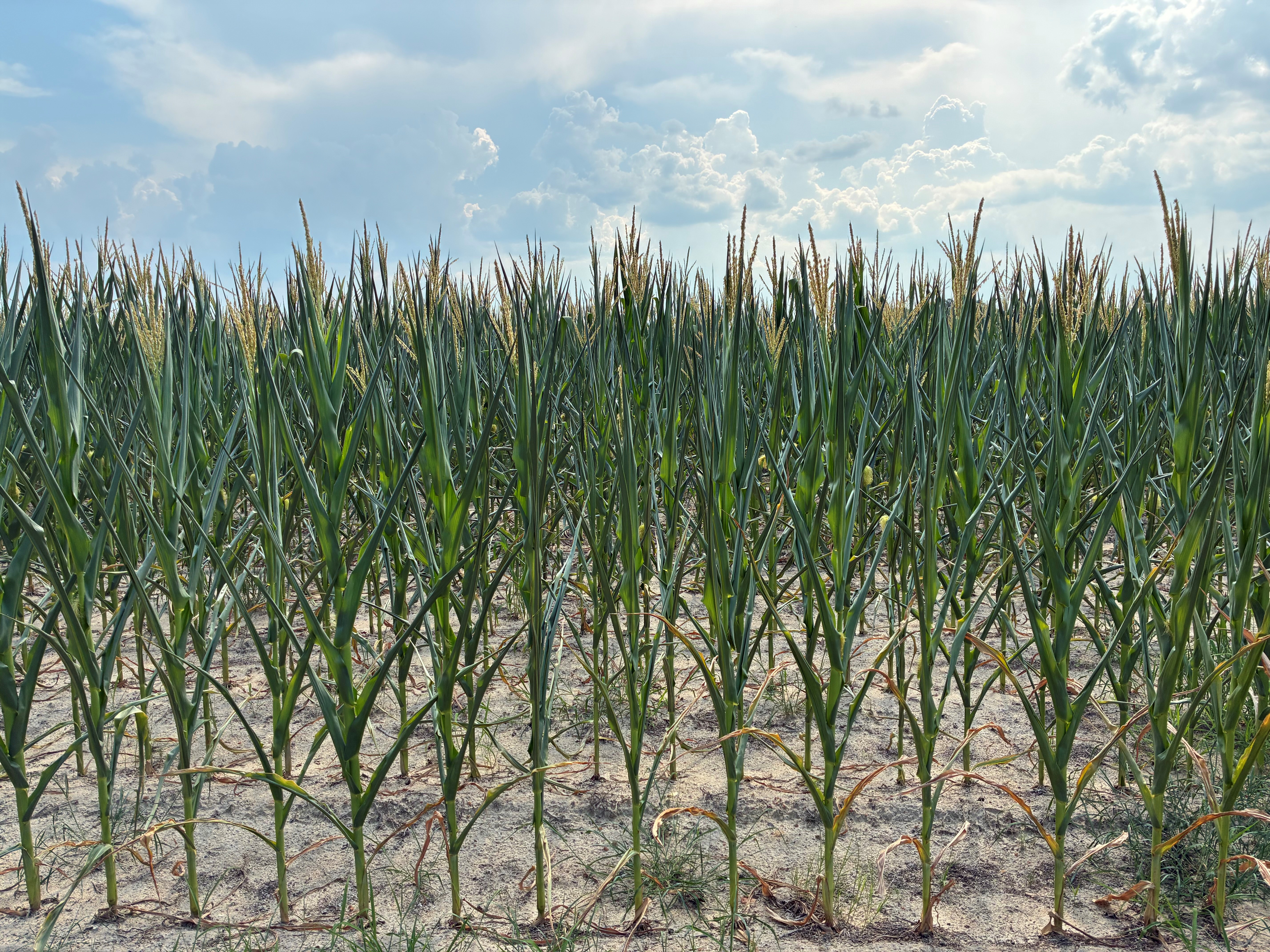 Corn Grain Fill During Drought Stress | Crop Science US