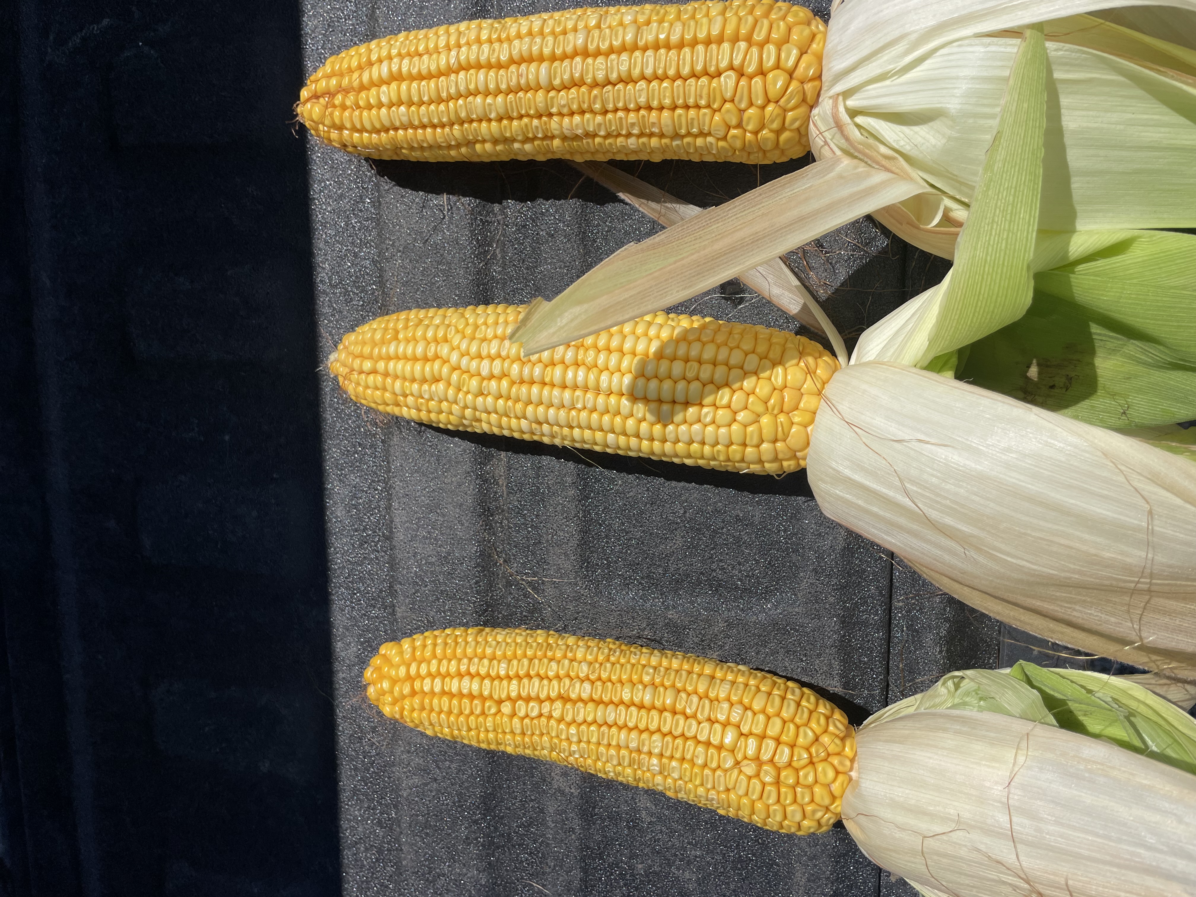 What is Waxy Corn and Why do Some Corn Producers Grow It? | Crop Science US