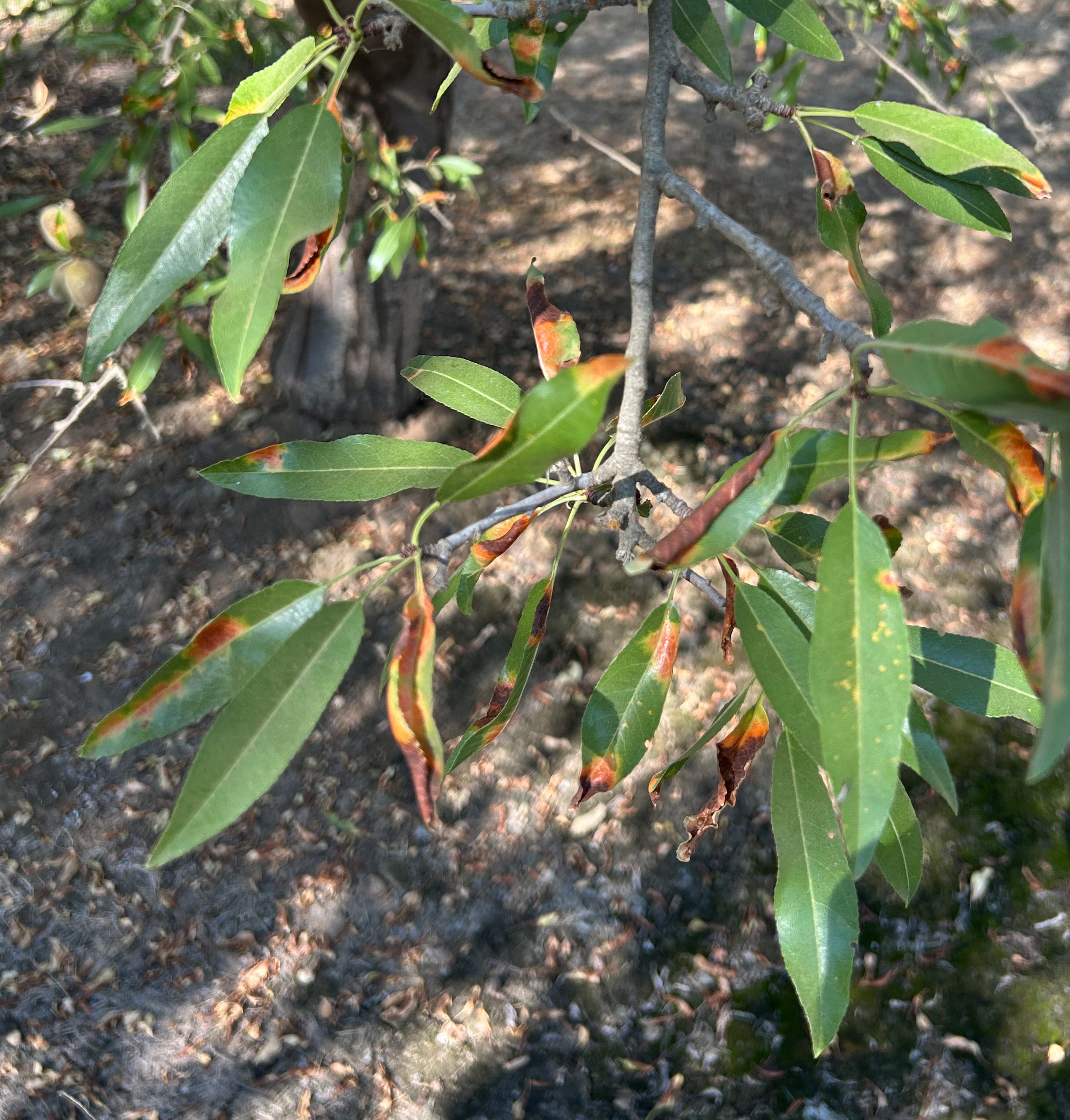 Red Leaf Blotch of Almond | Crop Science US