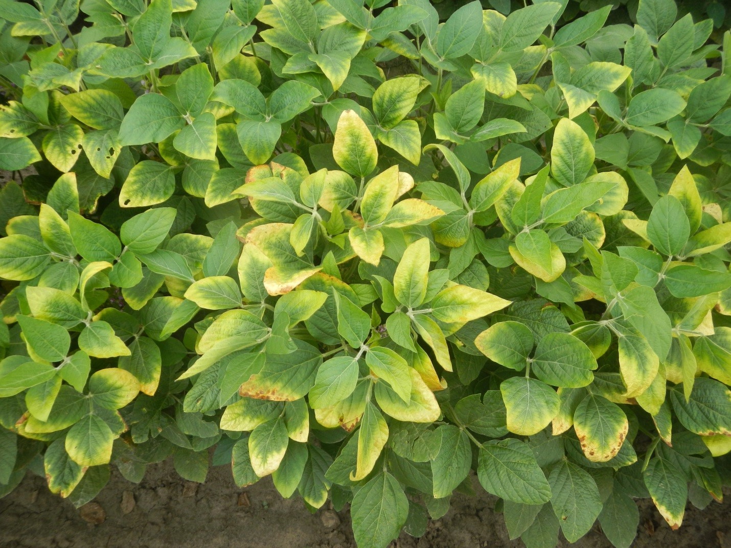 Late Season Soybean Nutrient Deficiency Identification | Crop Science US