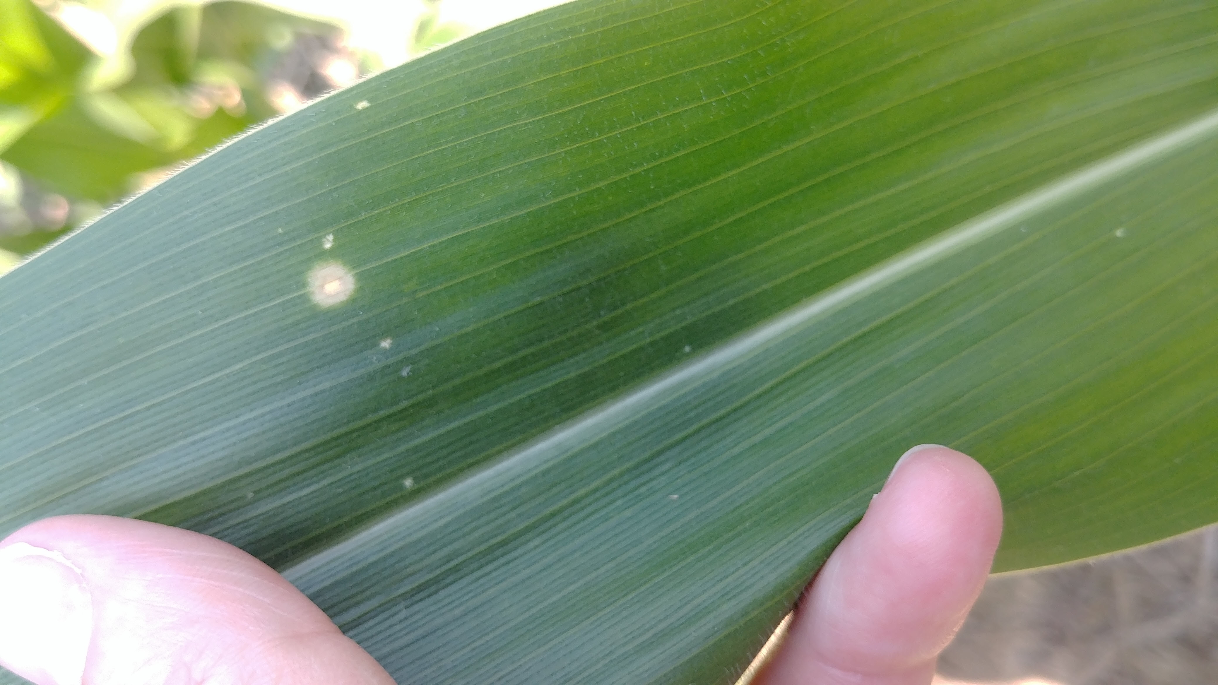 Seeing spots? Not to worry with Holcus Leaf Spot | Crop Science US