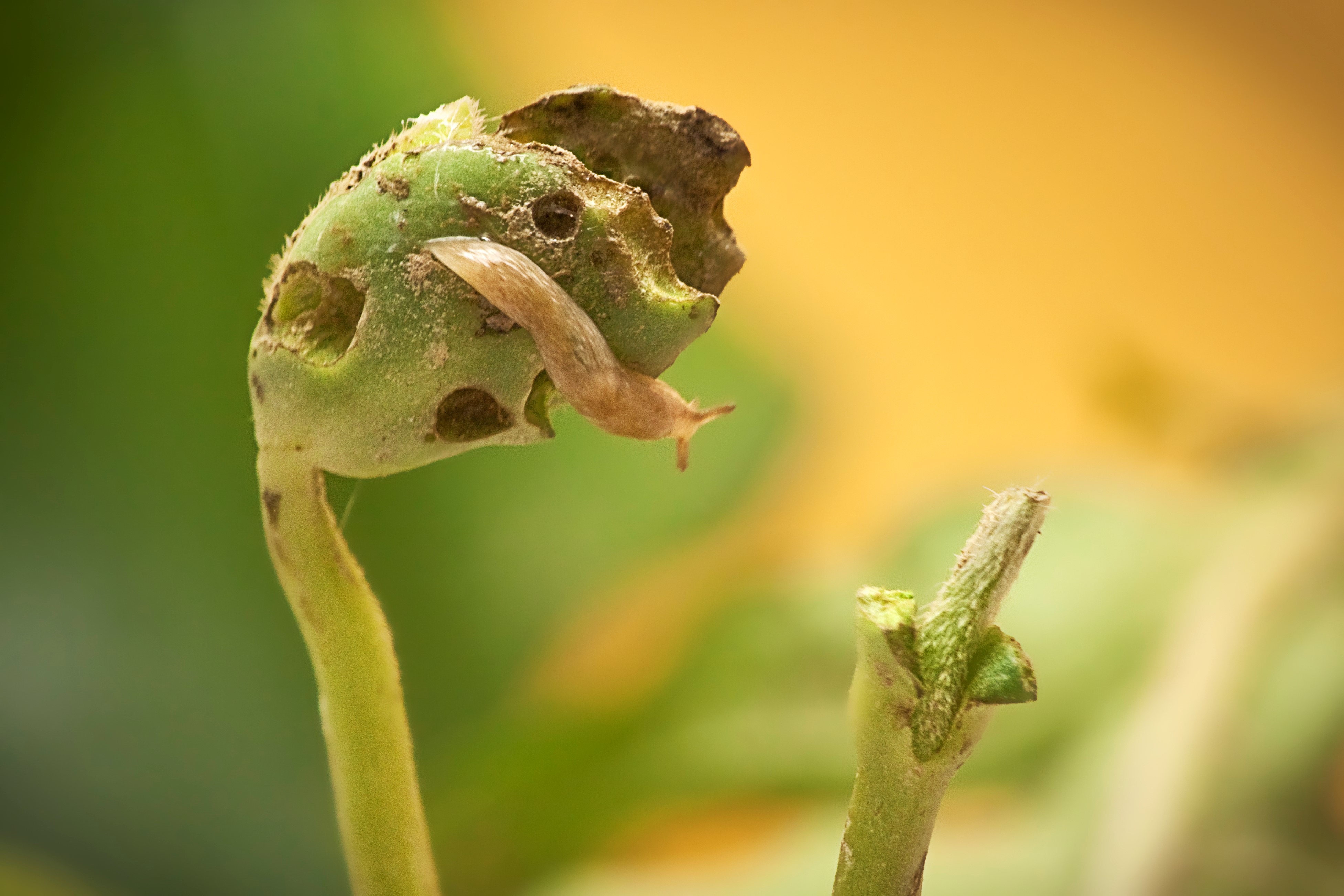 Slug Injury, Identification, and Management | Crop Science US