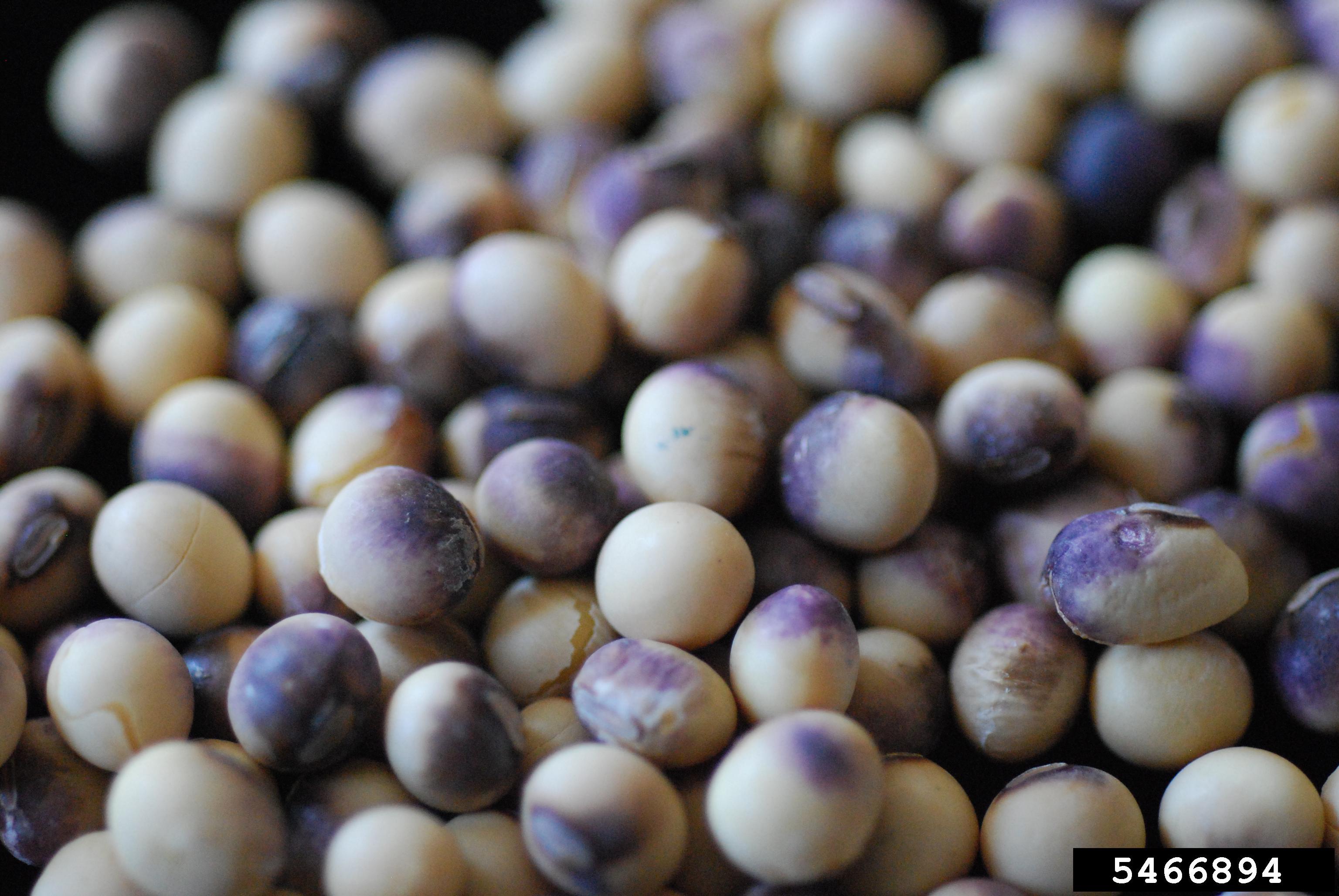 Discoloration in Soybean Seed | Crop Science US