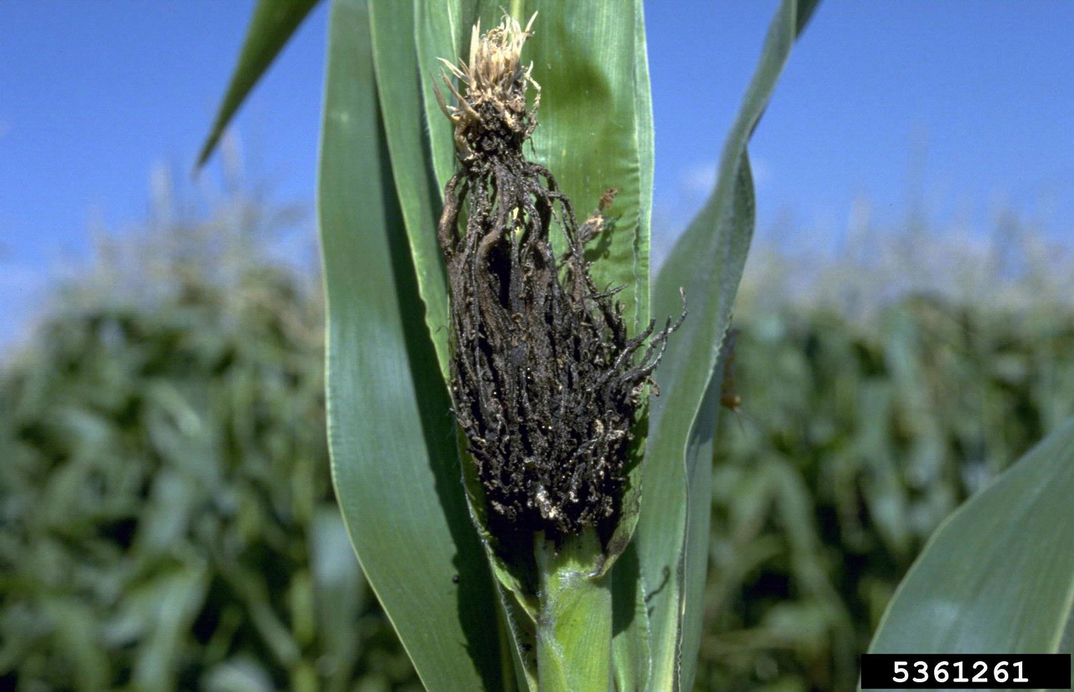 Corn Smut Life Cycle
