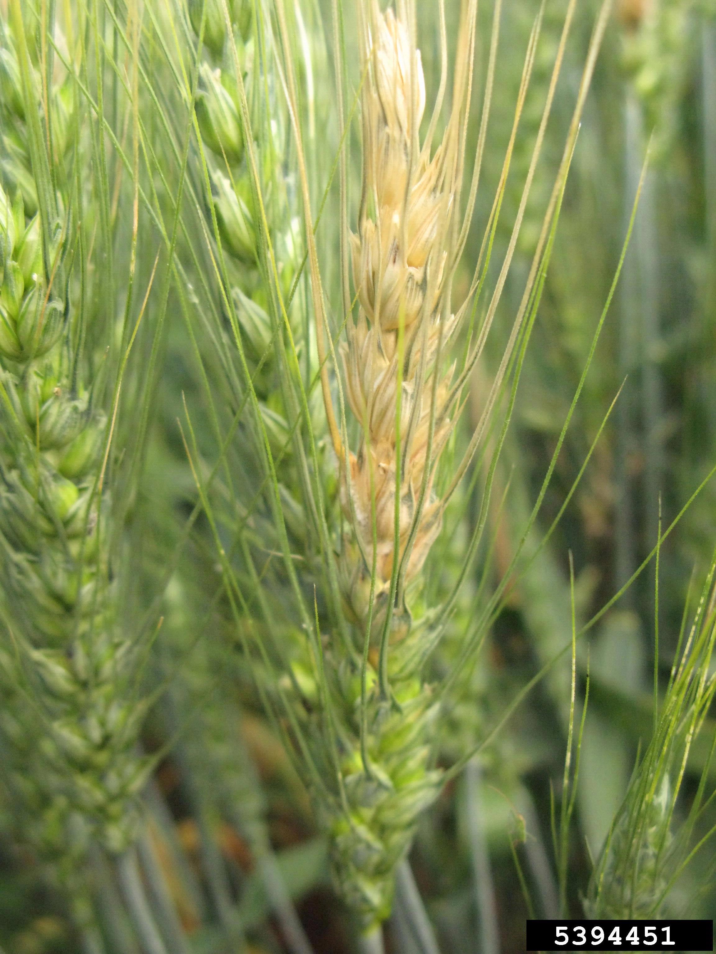 Fusarium Head Blight in Wheat | Crop Science US