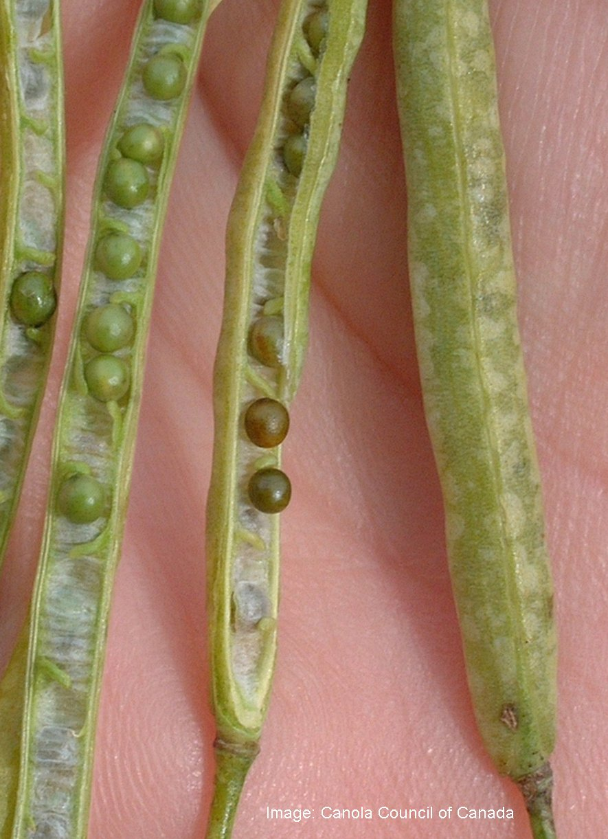 Impact of a Frost on a Maturing Canola Crop | Crop Science US