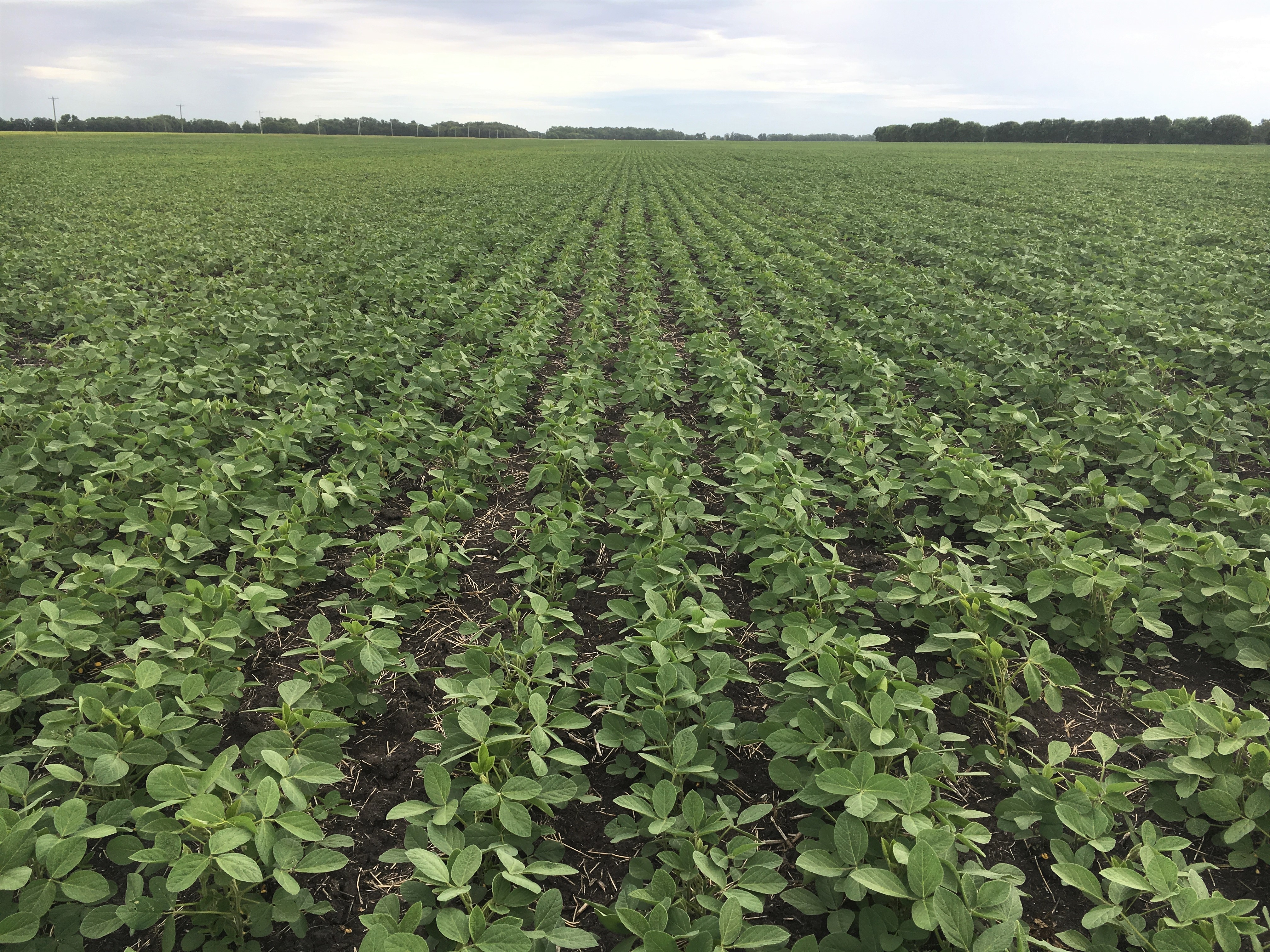 Factors Influencing Soybean Nodulation | Crop Science US