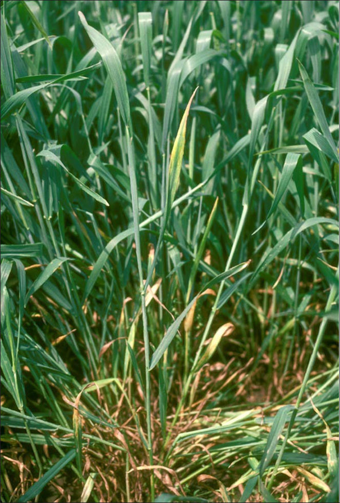 Scouting for Nutrient Deficiency Symptoms in Wheat | Crop Science US