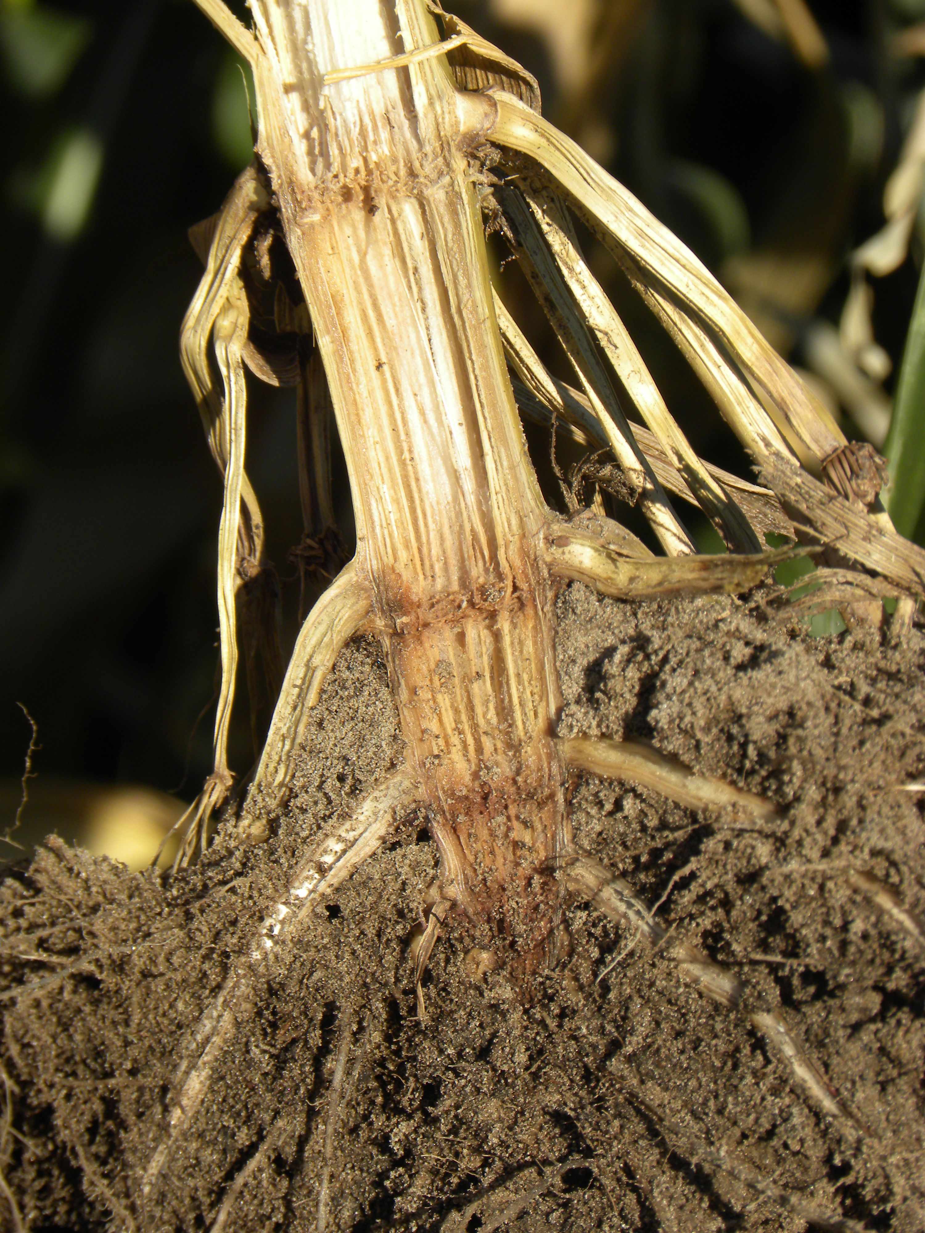 Crown Rot – Identification and Management in Corn | Crop Science US