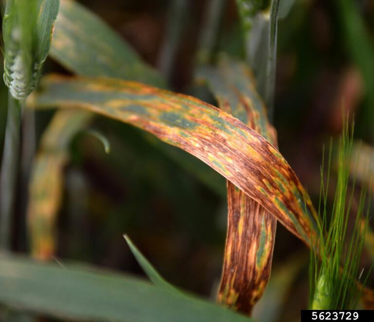 Bacterial Diseases of Wheat | Crop Science US