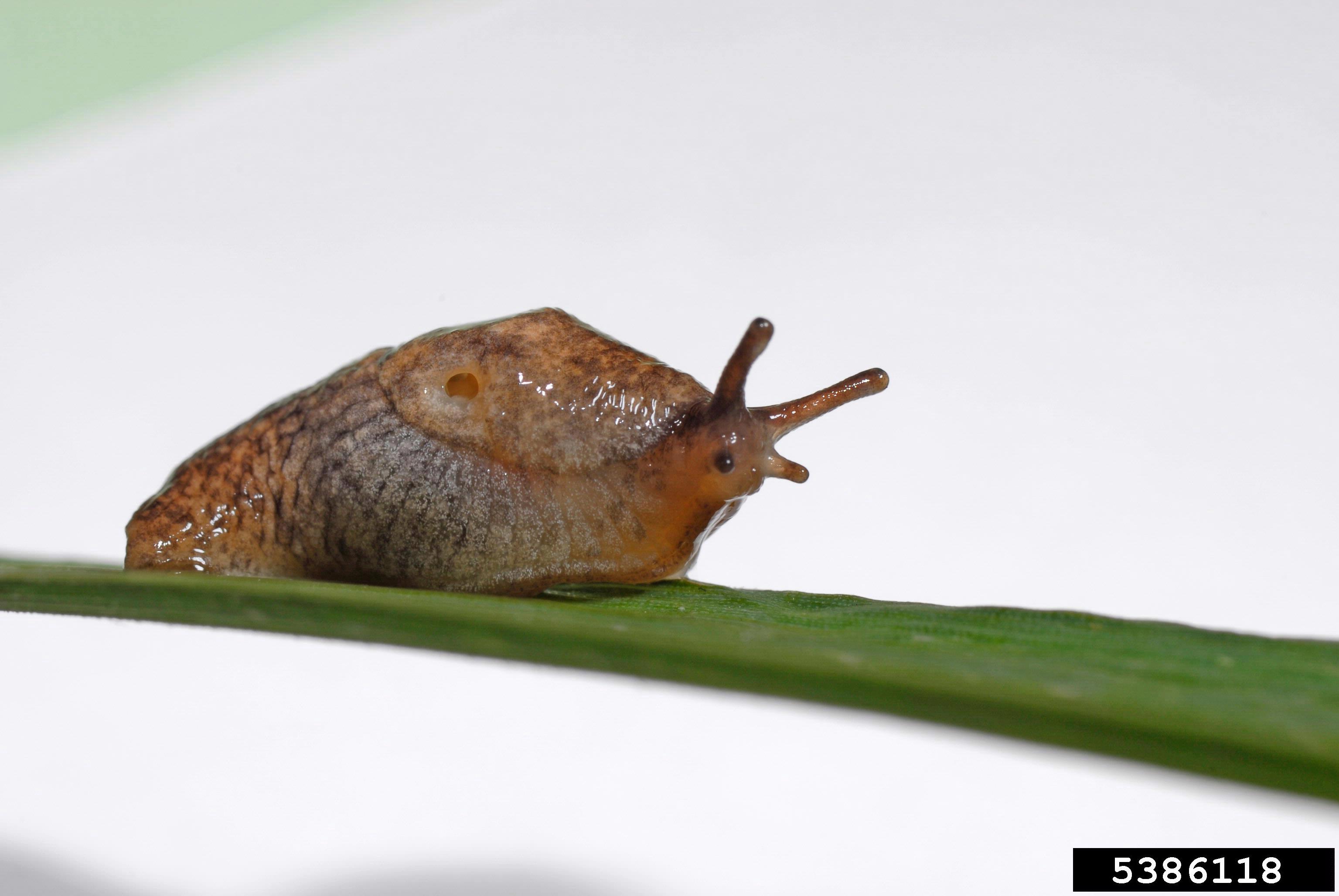 Slug Damage in Corn | Crop Science US