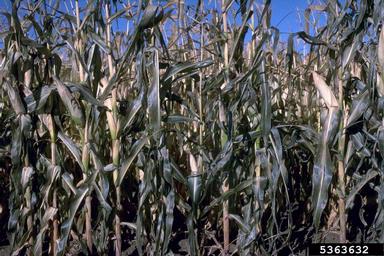 Freeze injury to corn and impact on corn yield and quality | Crop ...