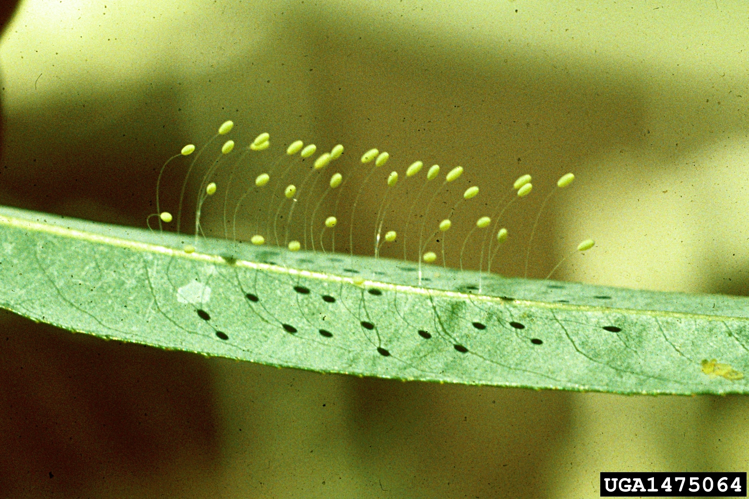 Beneficial Insects in Corn | Crop Science US