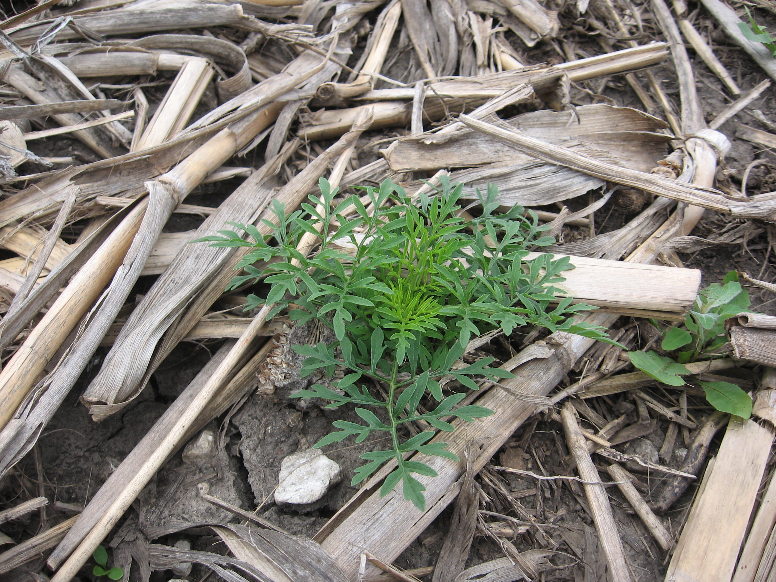 Common and Giant Ragweed Identification and Management | Crop Science US