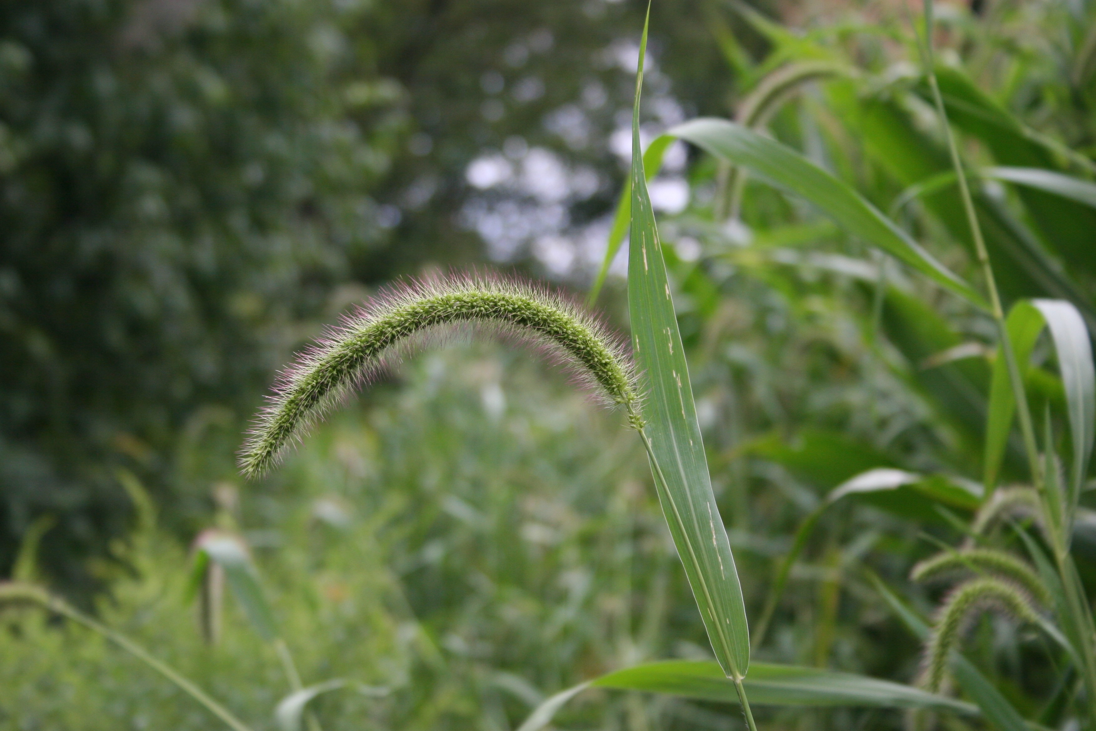 Foxtail Identification | Crop Science US
