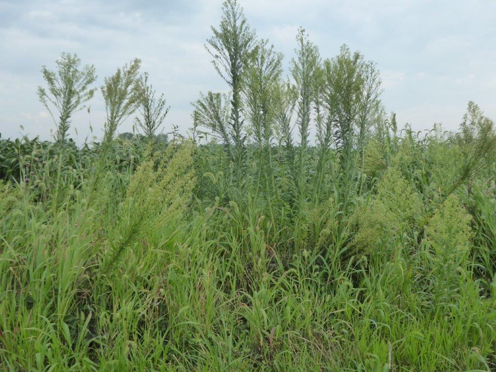 Fall Management of Glyphosate Resistant Weed Species | Crop Science US