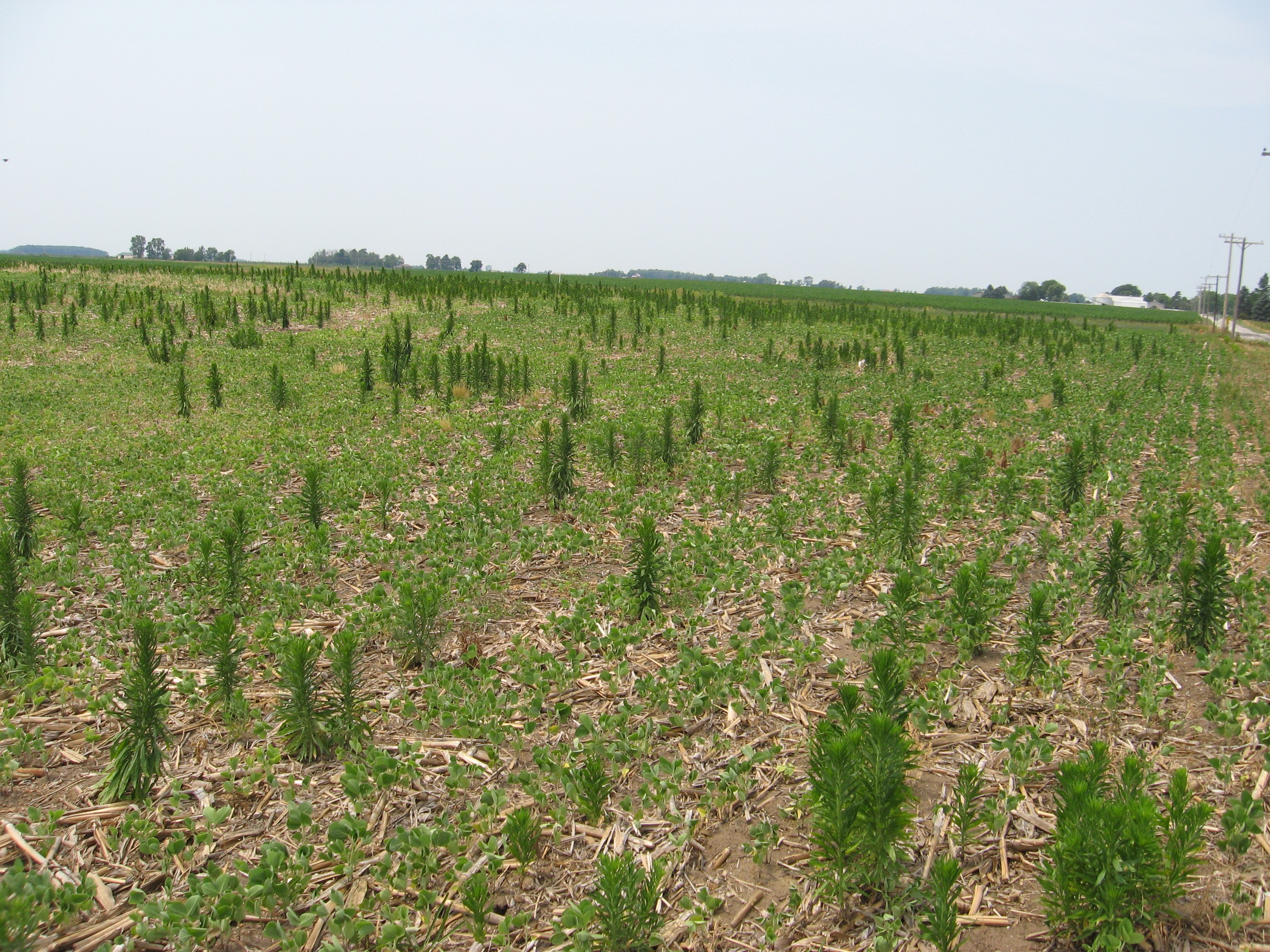How to Manage Herbicide Resistant Waterhemp, Palmer Amaranth, and Marestail in Soybean | Crop ...