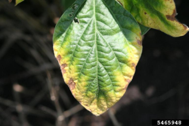 Pole Bean Leaves Turning Yellow: Is It a Nutrient Deficiency or a Pesky ...