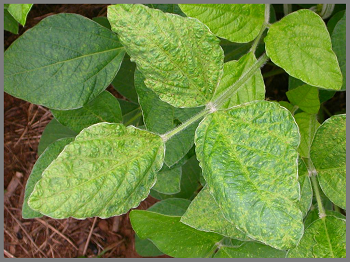 Soybean Yield Components During R1 to R4 Growth Stage | Crop Science US