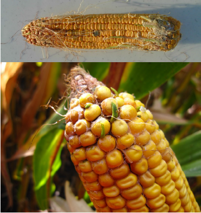 Premature Corn Kernel Sprouting | Crop Science US