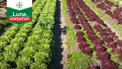Luna Sensation WA lettuce trial | News | Bayer Crop Science Australia ...
