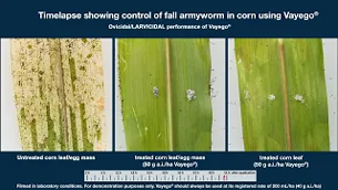 Ovicidal and Larvicidal activity time-lapse of Vayego® Insecticide on ...