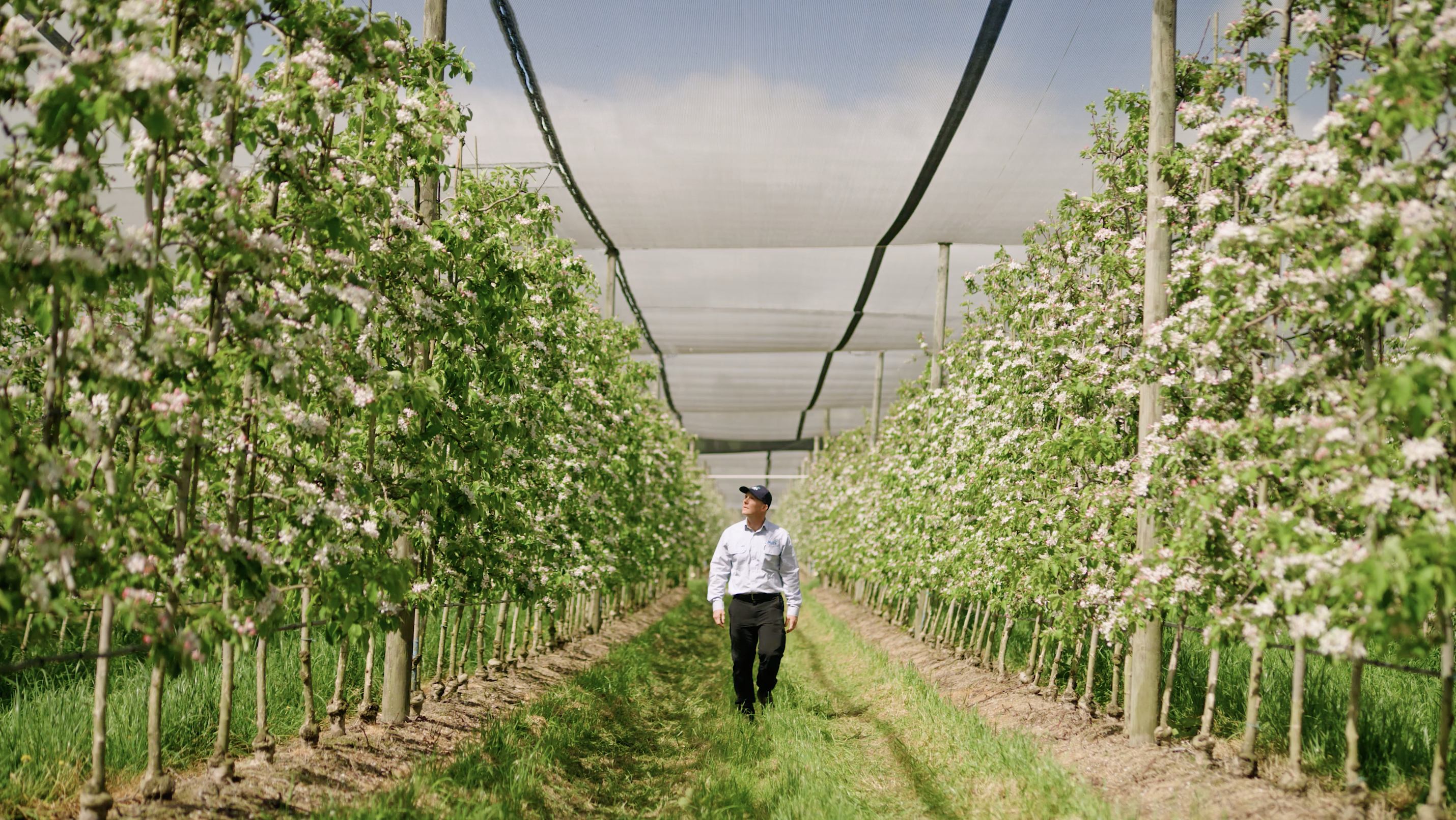 Growers tackle two-spotted mite resistance with new mode of action ...